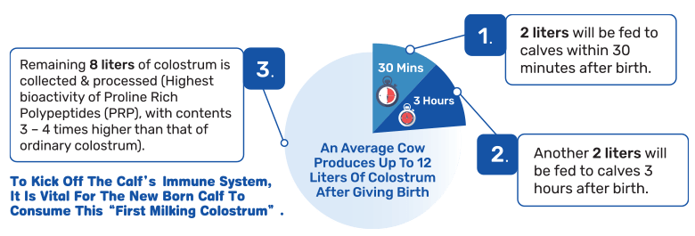 OriCell™️ Colostrum Capsules - Eternalwise